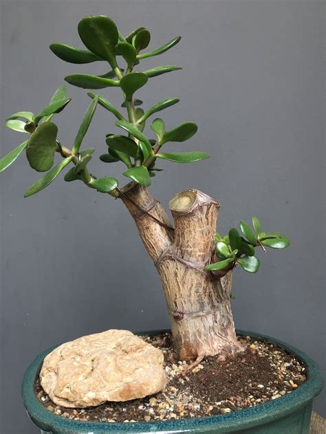 4 Steps To Prune The Perfect Jade Bonsai Artofit