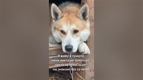 приют собака санктпетербург Youtube