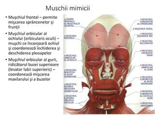 Muschii Capului Si Gatuluipdf