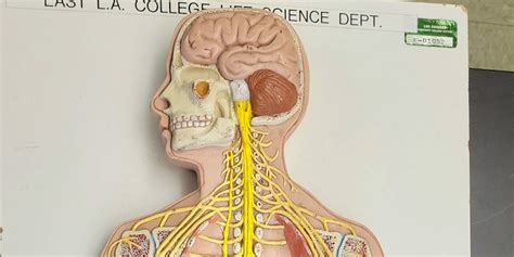 Nerve And Nerve Plexus Model 2 Head And Neck Diagram Quizlet