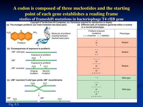 Genetics From Genes To Genomes Ppt Download