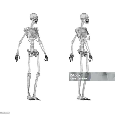 흰색 배경에 고립 된 검은 선의 인간 골격 와이어 프레임으로 설정됩니다 정면보기 측면보기 3d 벡터 일러스트레이션 3차원 형태에 대한 스톡 벡터 아트 및 기타 이미지
