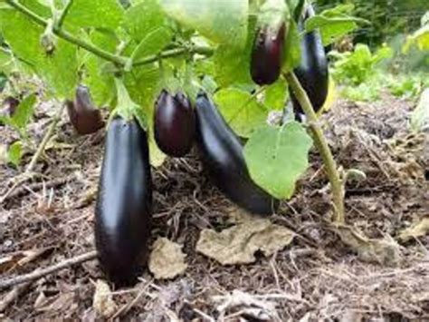 Outdoor And Gardening Us Seeds Non Gmo Heirloom Organic Diamond Eggplant