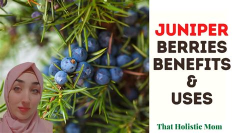 Juniper Berries Benefits And Uses Youtube