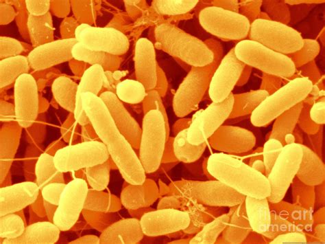 Azospirillum Sem Photograph By Scimat Fine Art America