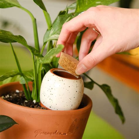 Trio Mini Ollas Self Watering For Small Plants Pepin