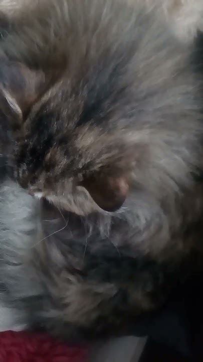 Всі киці💗 Youtube