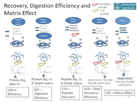 Lc Ms Quantification Of Protein Drugs Validating Lc Ms Methods Using Pre Digestion