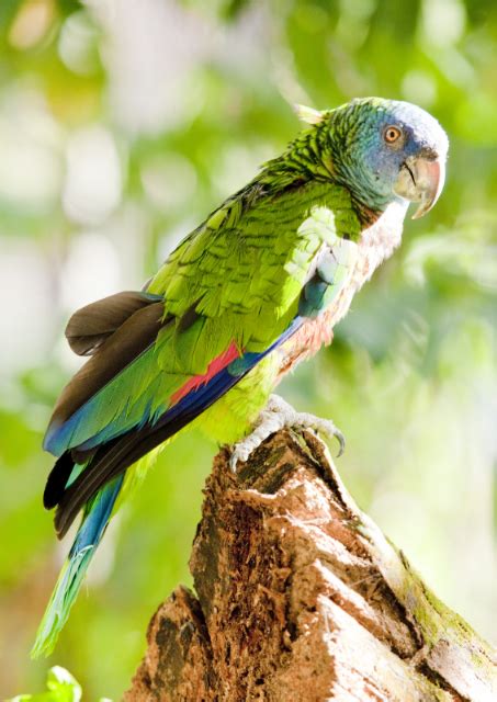 St Lucian National Bird Saint Lucia Guide Guide To Saint Lucia Gts