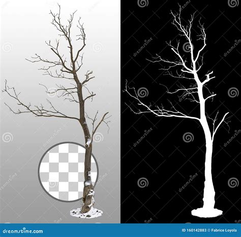 Cut Out Dead Tree In Winter Covered With Snow Stock Image Image Of
