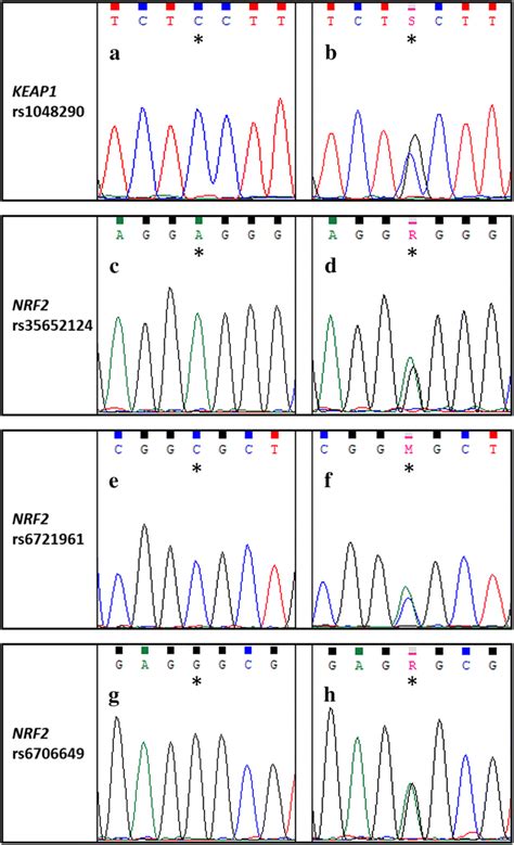 Sanger Sequencing Results For The Snps Found For Keap1 And Nrf2 Where Download Scientific
