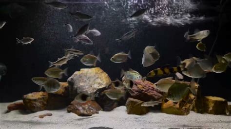 Pacu And Opsarius Tank Youtube