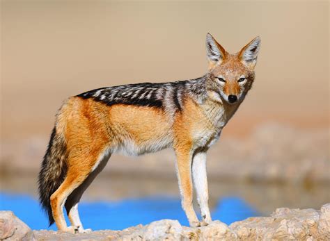 Black Backed Jackal Photograph By Johan Swanepoel Fine Art America