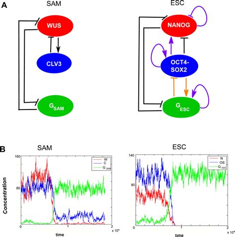 Comparison Between Network Topology And Differentiation Dynamics Of The