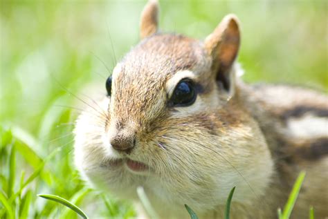 Cute Chipmunk Cheeks