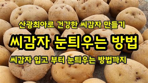 씨감자 눈틔우기 보관방법 욕광최아 산광최아 감자재배기술 Youtube