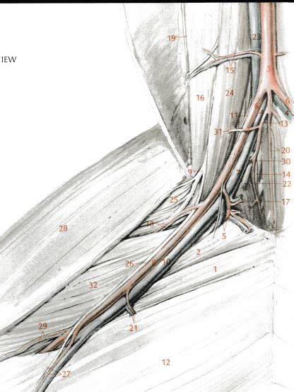Anatomical Vascular Structures Overview Fig 50 Flashcards Quizlet