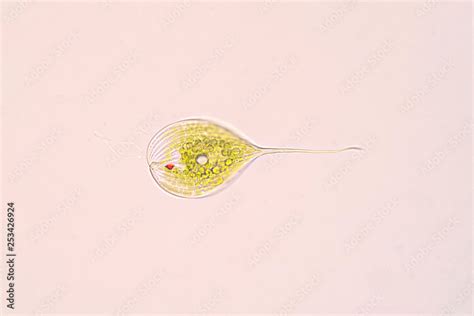 Phacus Is A Unicellular Of The Phylum Euglenozoa Under The Microscope