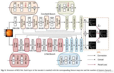 图像分割论文阅读：bcu Net Bridging Convnext And U Net For Medical Image Segmentation Csdn博客
