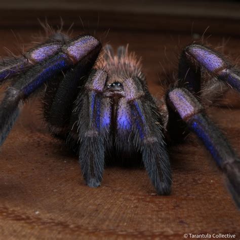 Chilobrachys Natanicharum — The Tarantula Collective