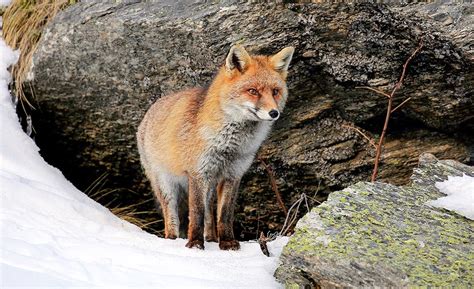 Vulpes Vulpes Monaco Nature Encyclopedia