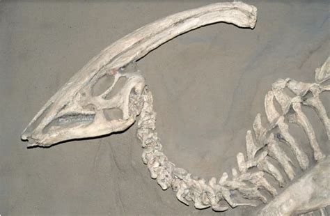 آیا می‌توان دایناسور‌ها را از روی Dna آنان بازسازی کرد؟