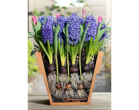 Весенние цветы луковичные 62 фото