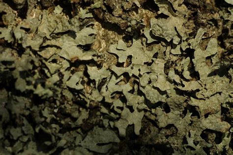 How To Get Green Algae Off Of A Brick Walkway