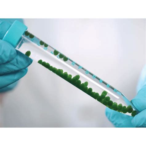 Algae Bead Photosynthesis Kit With Voucher Carolina Biological Supply