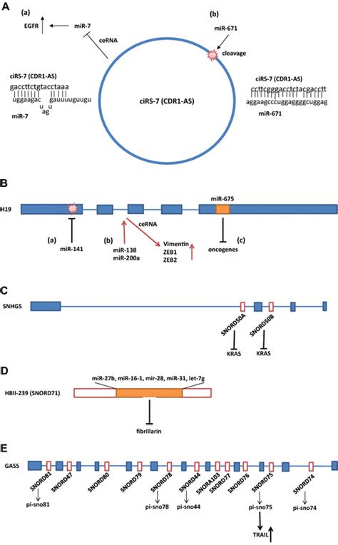 Representative Interactions And Cross Talk Between Non Coding Rnas A Download Scientific