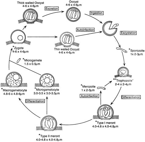 Outline Of The Cryptosporidium Parvum Life Cycle Adapted