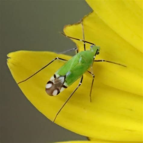 Plant Bug Macrotylus Amoenus On Camphorweed Macrotylus Amoenus BugGuide Net