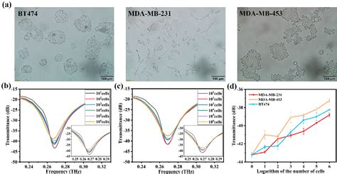 Figure 4 From A Novel Optical Fiber Terahertz Biosensor Based On Anti