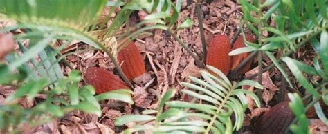 Zamia Species Coontie Cycad Florida Arrowroot Seminole Bread Zamia