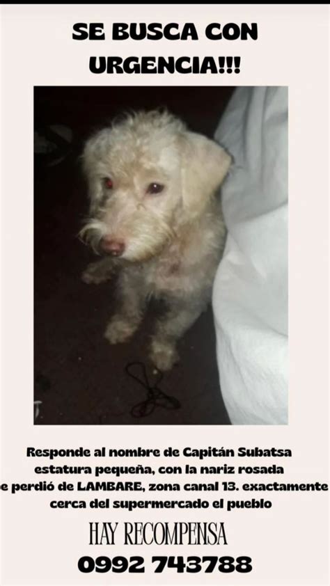 Pulgapp Comunidad Facebook