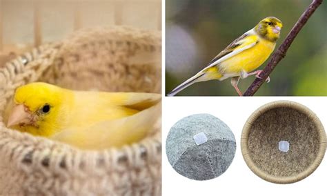 Materials Needed For Building A Comfortable Canary Nest