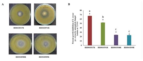 Xanthomonas Oryzae Pv