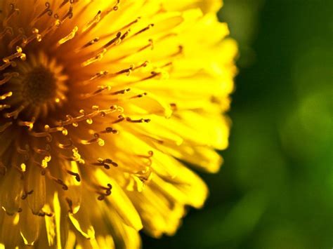 Flower 82 รูปภาพดอกไม้สวยๆ