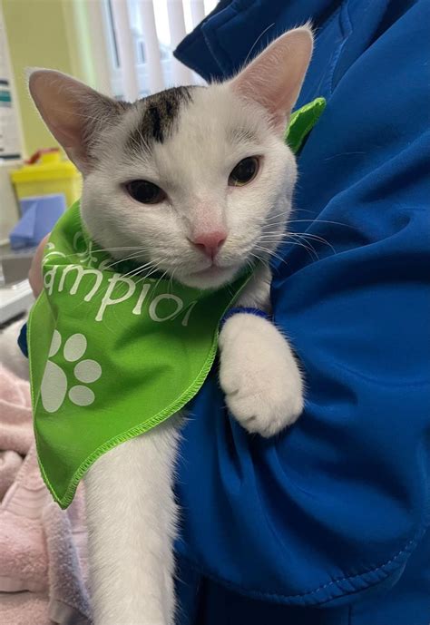 Minimally Invasive Pda Occlusion In A Lovely Cat Using An Avp Ii