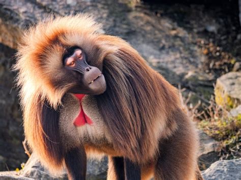 Gelada At Zurich Zoo Switzerland Theropithecus Gelada 5297x3976