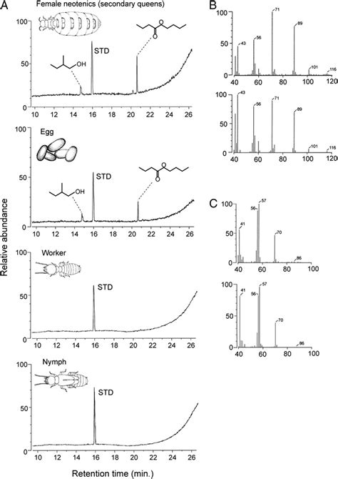 Headspace Gc Ms Analysis A Chromatograms Of Headspace Collected Download Scientific Diagram