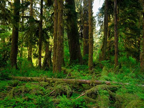 Hoh Rainforest John Pedersen Photography