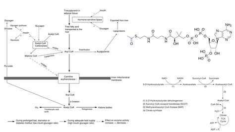 Disaccharides Definition Classification Functions Examples