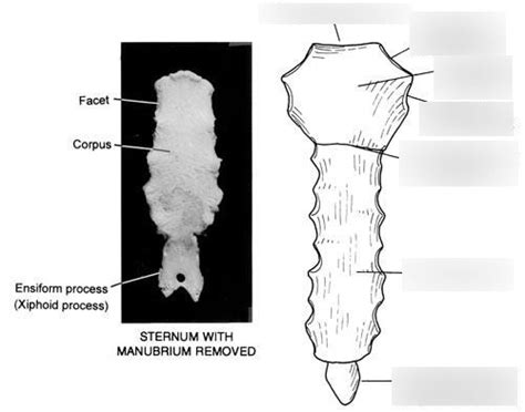 Sternum Diagram Quizlet