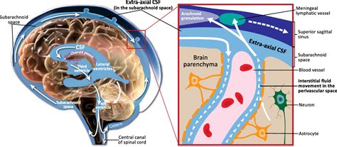 Cerebrospinal Fluid Circulation Pathway