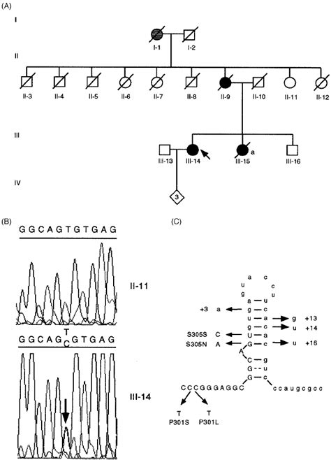 Identi Fi Cation Of A Novel Silent Mutation In The Tau Gene A Download Scientific Diagram