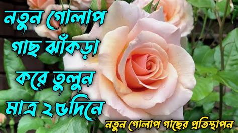নতুন গোলাপ গাছ ঝাঁকড়া করে তুলুন মাত্র ২৫দিনে নতুন গোলাপ গাছের প্রতিস্থাপন Youtube