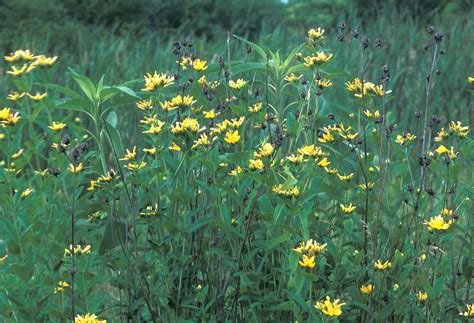 Hypericum Ascyron Great St Johns Wort Go Botany