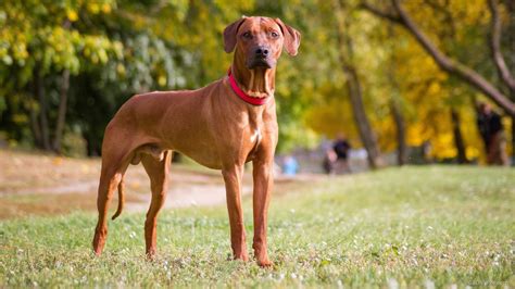 复现论文 Unitune Text Driven Image Editing By Fine Tuning An Image Generation Model On A Single