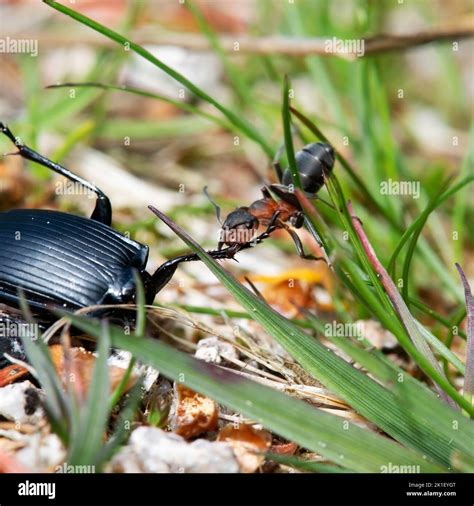 Insecte Diurne Hi Res Stock Photography And Images Alamy
